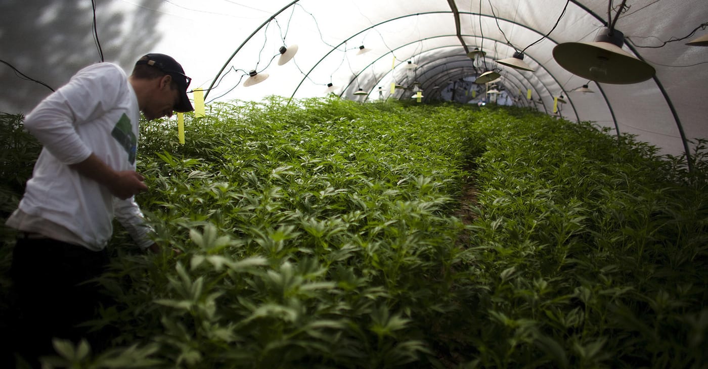 weed-featured-web - TSDMemphis.com